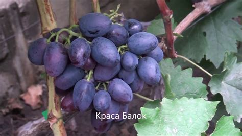 Краса Балок - YouTube