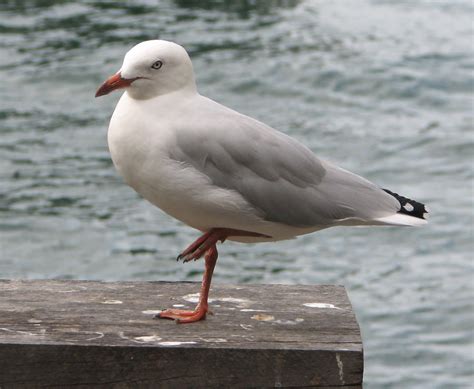 Gull, Silver_20060304_001 - Trevor's Birding