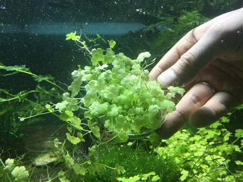 Гидрокотила трипартита: содержание в аквариуме, фото hydrocotyle tripartita