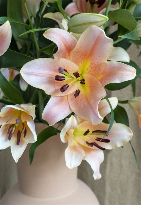 Zelmira - OT-hybrid Lilium - P. Aker Flower bulbs and Seeds