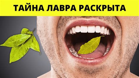 Всего неделю жую лавровый лист по 2 мин! Смотрите что ТВОРИТ ЛАВР ...