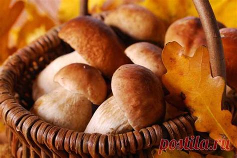 Необычные рецепты из грибов, которые стоит попробовать приготовить Д ...