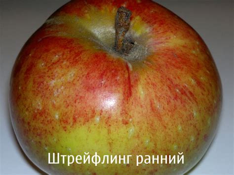 Купить Яблоня "Штрейфлинг ранний" Садоград 1летние саженцы — интернет ...
