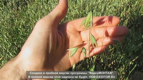 Овес молочной спелости. Сбор \ Oat milk ripeness. Gather - YouTube
