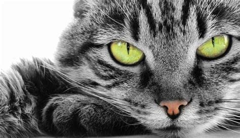 Конъюнктивит у кошек: чем и как вылечить у котов, кошек и котят в ...
