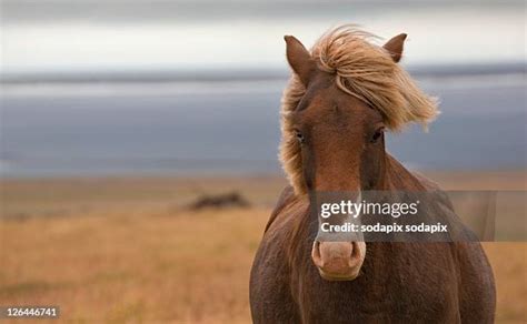 32 Half Horse Face Stock Photos, High-Res Pictures, and Images - Getty ...