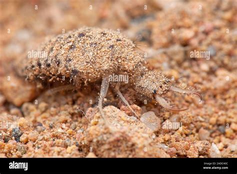 Antlion larva. Close-up of an antlion (family Myrmeleontidae) larva on ...