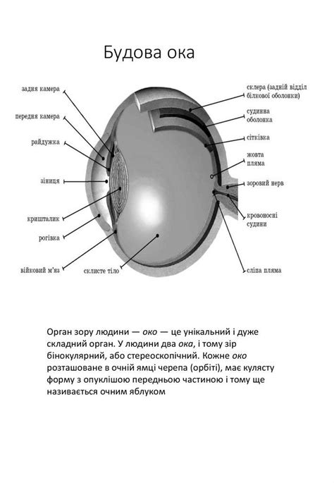 Будова ока | Анатомия, Презентация, Проекты
