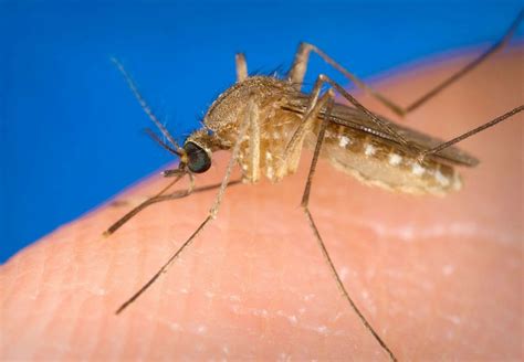 Mosquitoes are so smart they're learning how to avoid pesticides used ...
