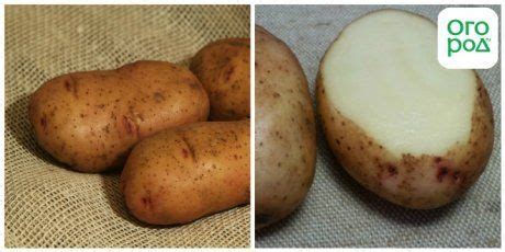 Белый картофель (описание сортов с фотографиями) | На грядке (Огород.ru)