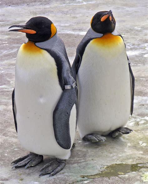 Birds of The World: Penguins (Spheniscidae)