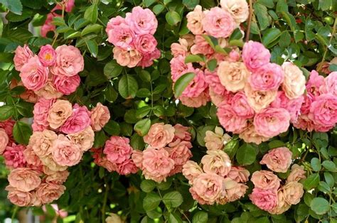 'Utigord Falls ' Rose Photo | Wonderful flowers, Rose photos, Rose