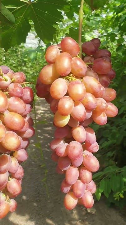 Зоренька сорт винограда #Short#Tiktok#обзор#farming #сад##новости# ...