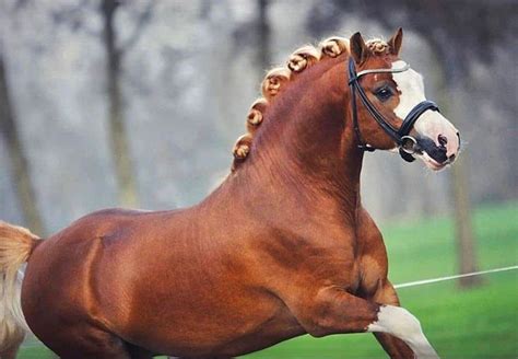 Welsh Pony | Beautiful horses, Pretty horses, Welsh pony