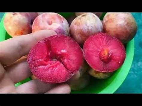 Плуот Даппл Данді. Pluot Dapple Dandy. Ексклюзивний смак, екзотичний ...
