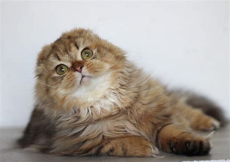 имя whisky real cat s виски порода шотландская полудлинношерстная ...
