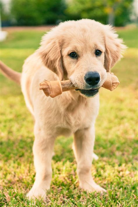 Golden Retriever Puppy