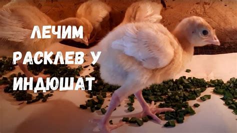 Индюшата Хайбрид Конвертер - трое суток | Расклев у индюшат, лечение ...
