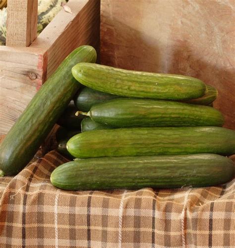 Picolino Organic Cucumber Seeds – WCS Fundraising
