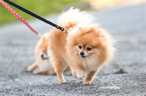 Какие породы собак 🐕 считают самыми ценными в мире 💵