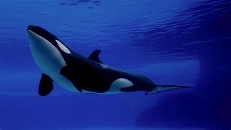 Orca wallpapers, Animal, HQ Orca pictures | 4K Wallpapers 2019