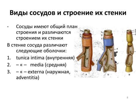Функциональная анатомия кровеносной системы - презентация онлайн