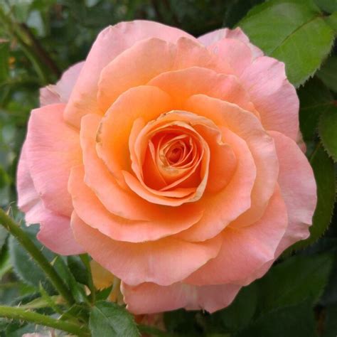 Sunset rose | Beautiful rose flowers, Beautiful roses, Pretty flowers