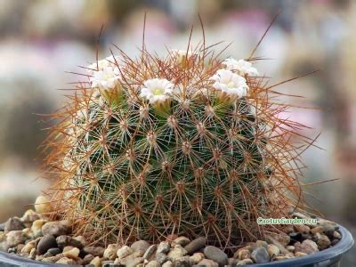 CactusGarden - Галерея - Вид категории: Mammillaria - Фото: Mammillaria ...