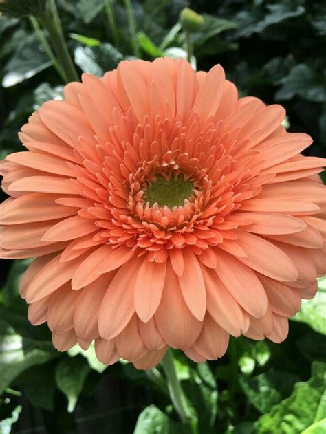 Pin on живые ранункулюс | Beautiful flowers pictures, Amazing flowers ...
