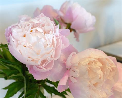 Paeonia lactiflora 'Vogue' bare roots — Buy white/pink peonies online ...