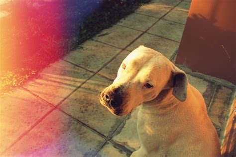 Danka Danka. | Animals, Dogs, Landscape