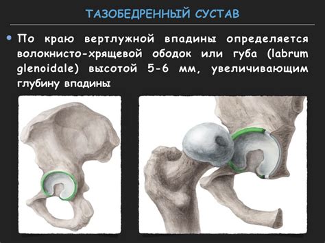 Визуализация тазобедренного сустава