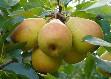 Груша Бергамот: фото, опис, характеристики та підвиди