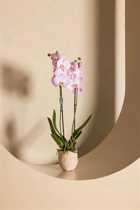 Orchid - Mimesis