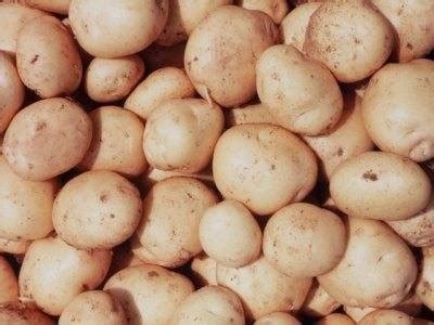 Описание картофеля лабадия: характеристика, фото и отзывы