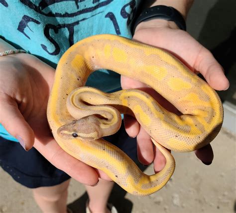 Python regius 'Ball Python' Low White Pied Banana Male-Pyt.r