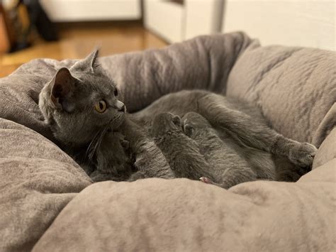 Roppongi Cattery British Shorthair - Home