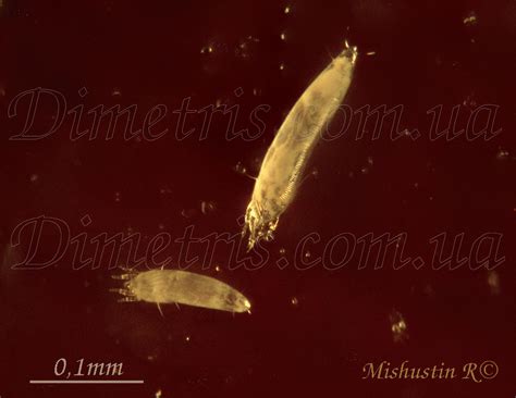 Архів :: Просмотр темы - Четырехногие клещи (Eriophyidae)