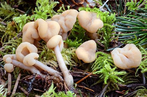 California Fungi: Cudonia circinans