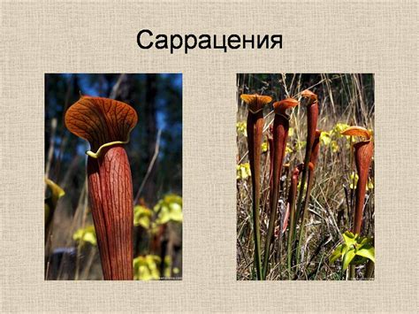 Растения-хищники - Презентации по экологии