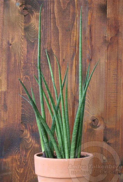 Sansevieria Mikado
