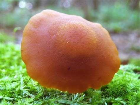 Гимнопил горький (Gymnopilus picreus) фото и описание