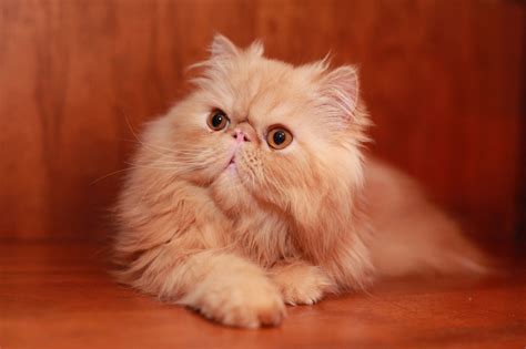 Котки с плоско лице (26 снимки): описание на породите котки с големи ...