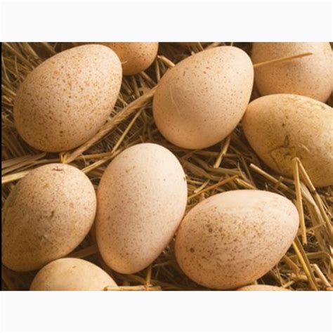 Продам индюшиное инкубационное яйцо, Харьковская обл — Agro-Ukraine
