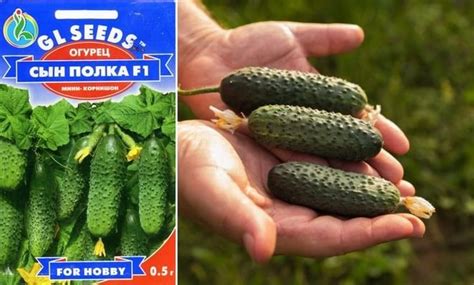 Огурцы сын полка: описание и характеристика сорта, отзывы садоводов с фото