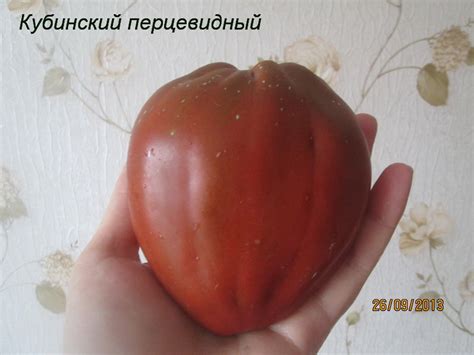 Томат Кубинский перцевидный: характеристика и описание сорта ...