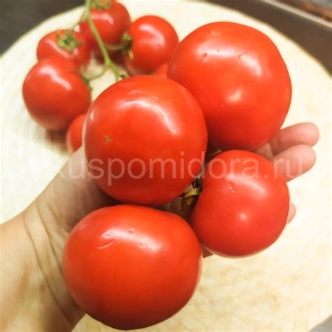 Купить семена томата сорт Каменный цветок