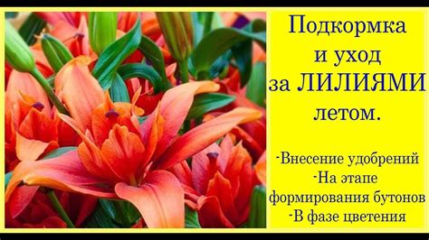 Подкормка и уход за лилиями летом. Сад и огород выпуск 229 - YouTube