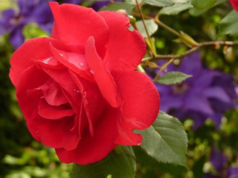 Rose Blossom Bloom Red · Free photo on Pixabay