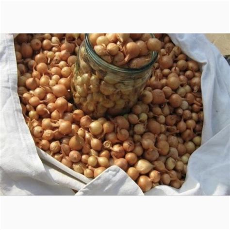 Продам лук посадочный, купить лук посадочный, Черкасская обл — Agro-Ukraine